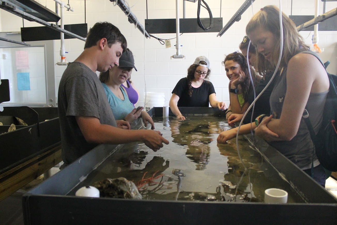 Marine Biology class visits UNCIMS over fall break | Brevard College